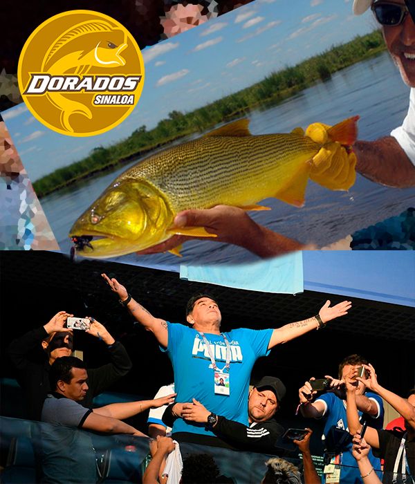 Memes Dorados Sinaloa
